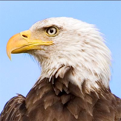 Wildlife Photography From The Rocky Mountains | Dan Dietrich Photography